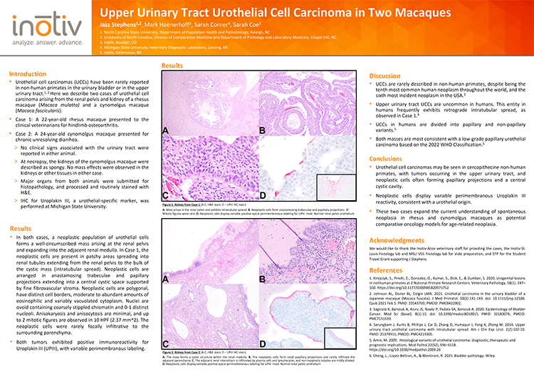 Upper Urinary Tract Urothelial Cell Carcinoma in Two Macaques