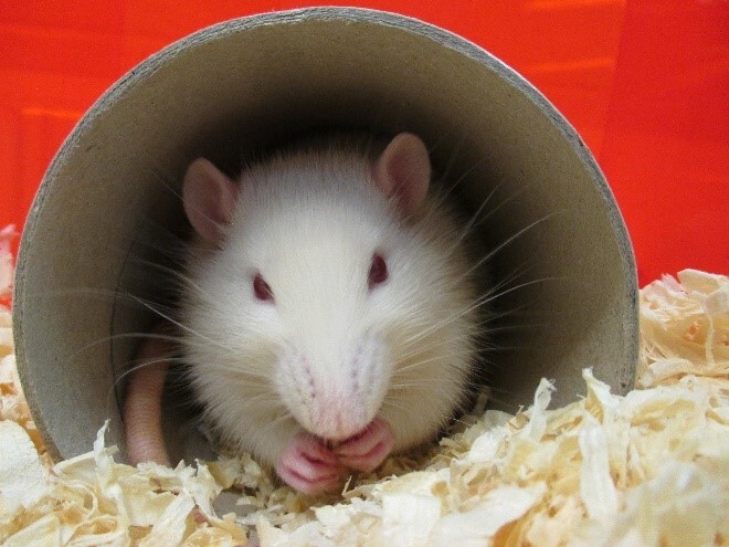 welfareplus+ Rodent Enrichment Solutions