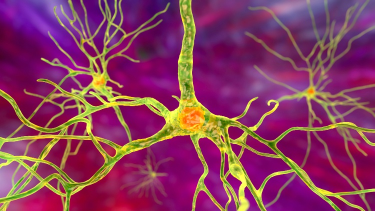 Accelerate your neurobiology research using our primary neurons