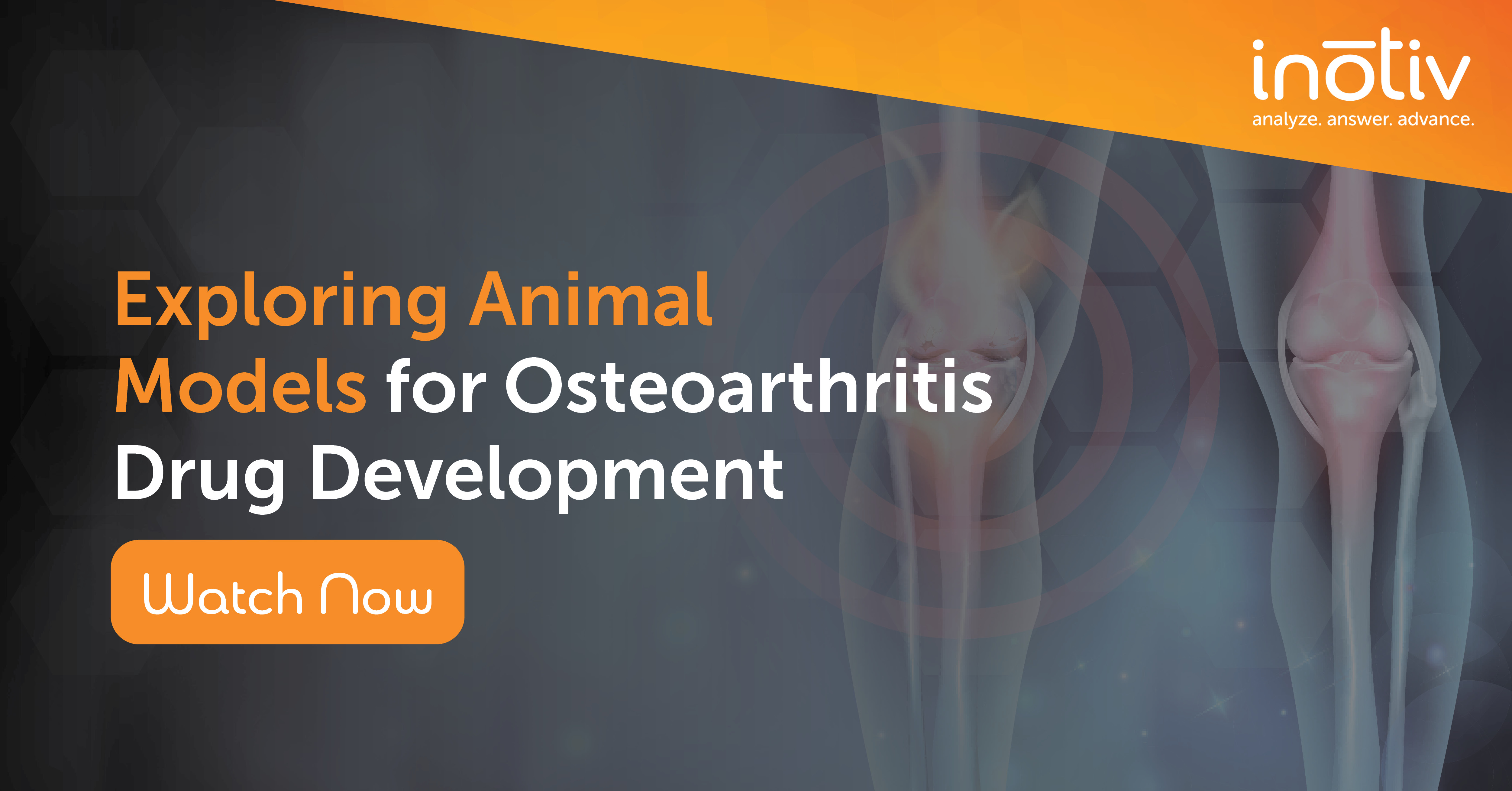 Exploring Animal Models for Osteoarthritis Drug Development