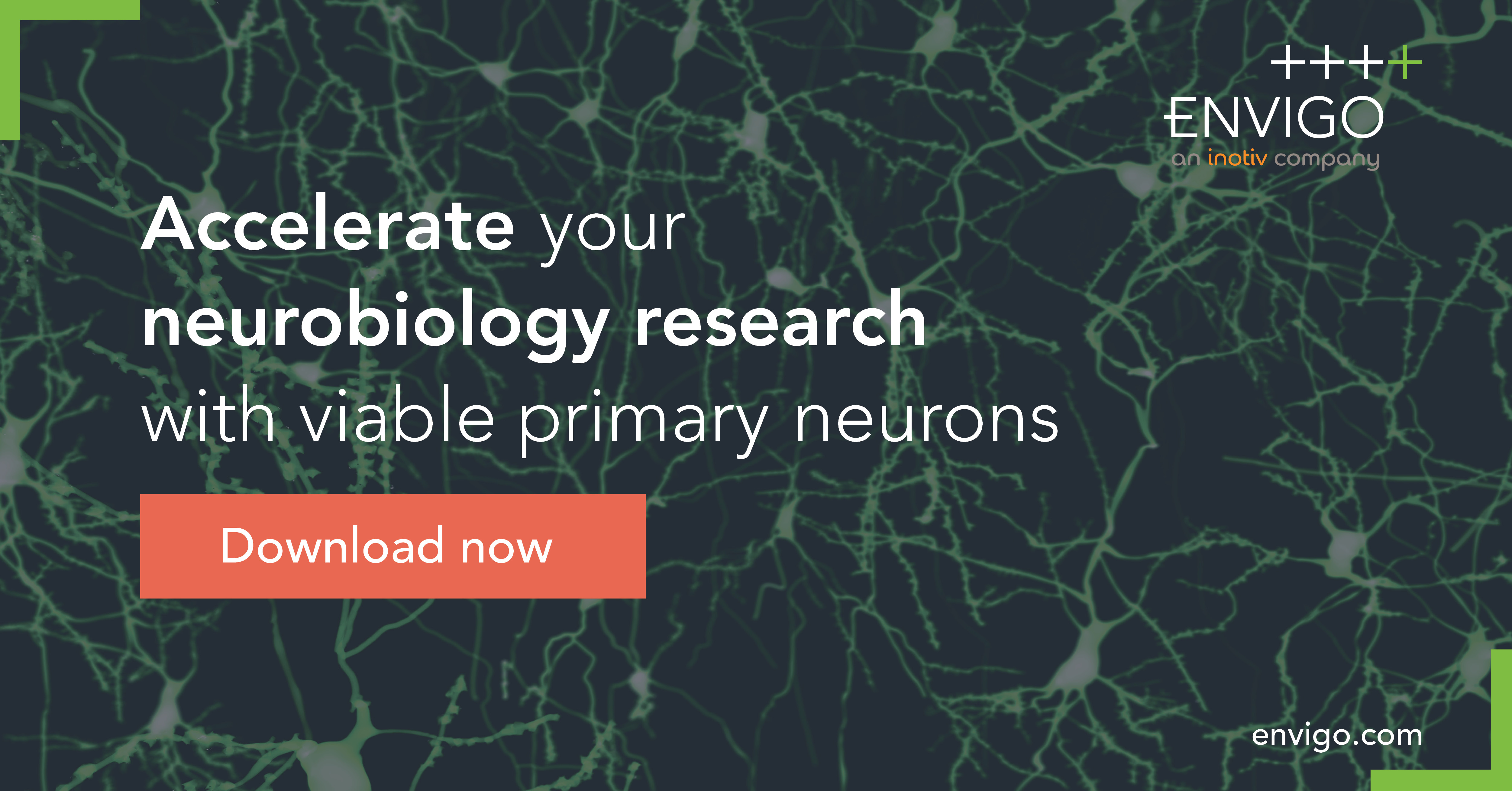 Accelerate your neurobiology research using our primary neurons