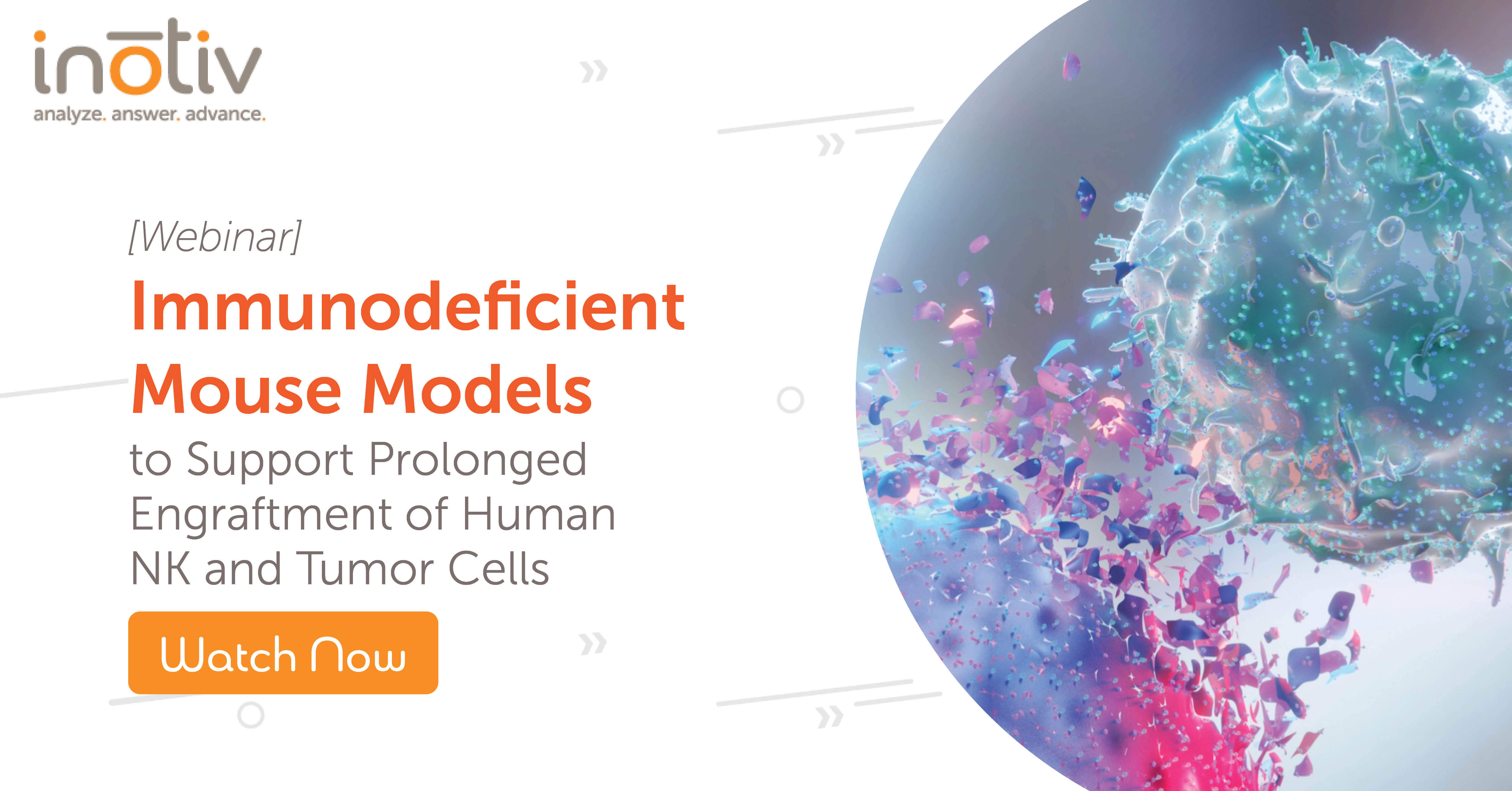 Immunodeficient Mouse Models to Support Prolonged Engraftment of Human ...