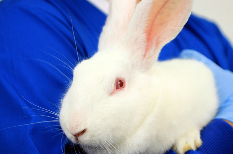 Surgically Modified Rabbit Models