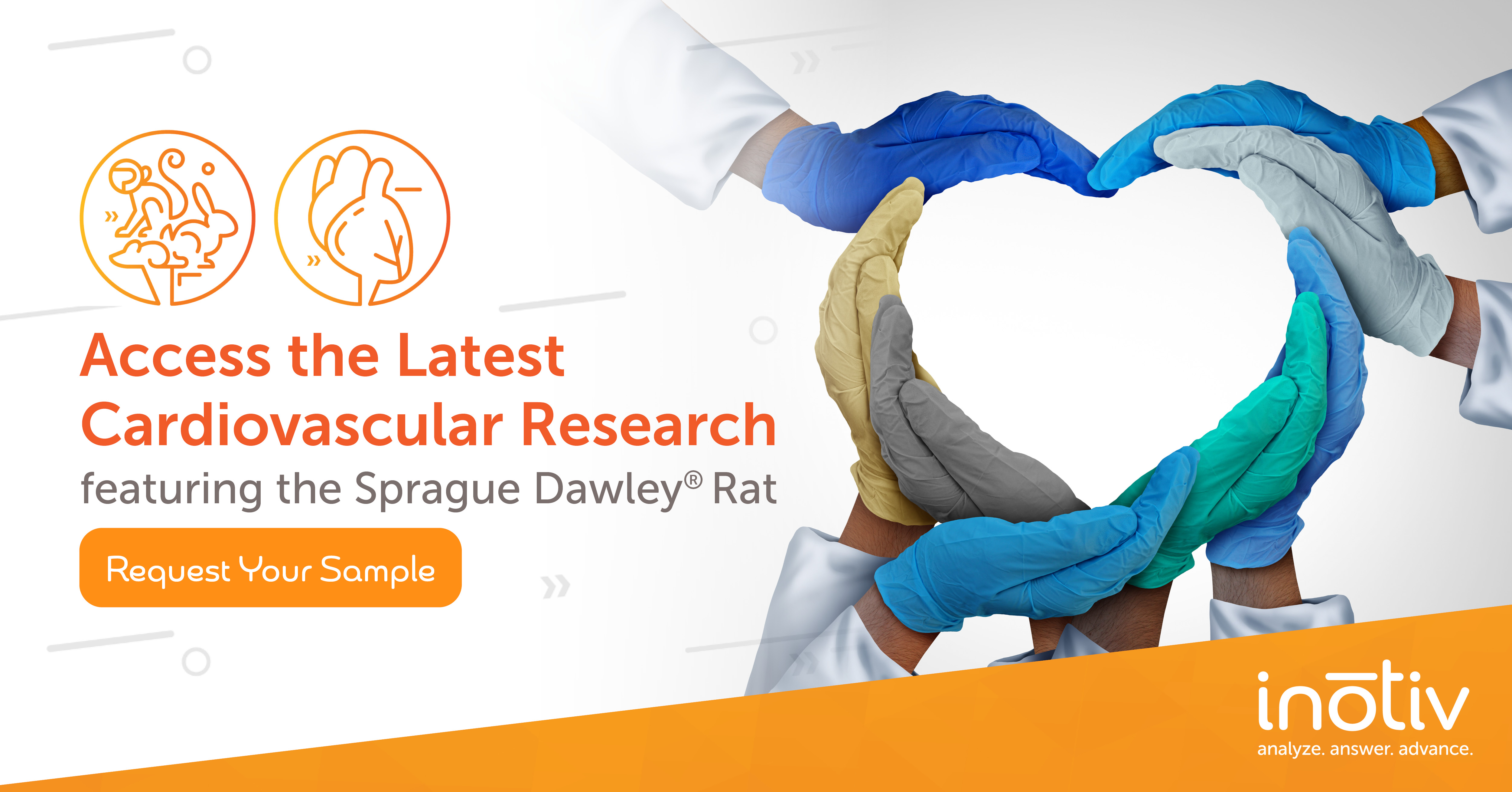 SD® Rat for Cardiovascular Research