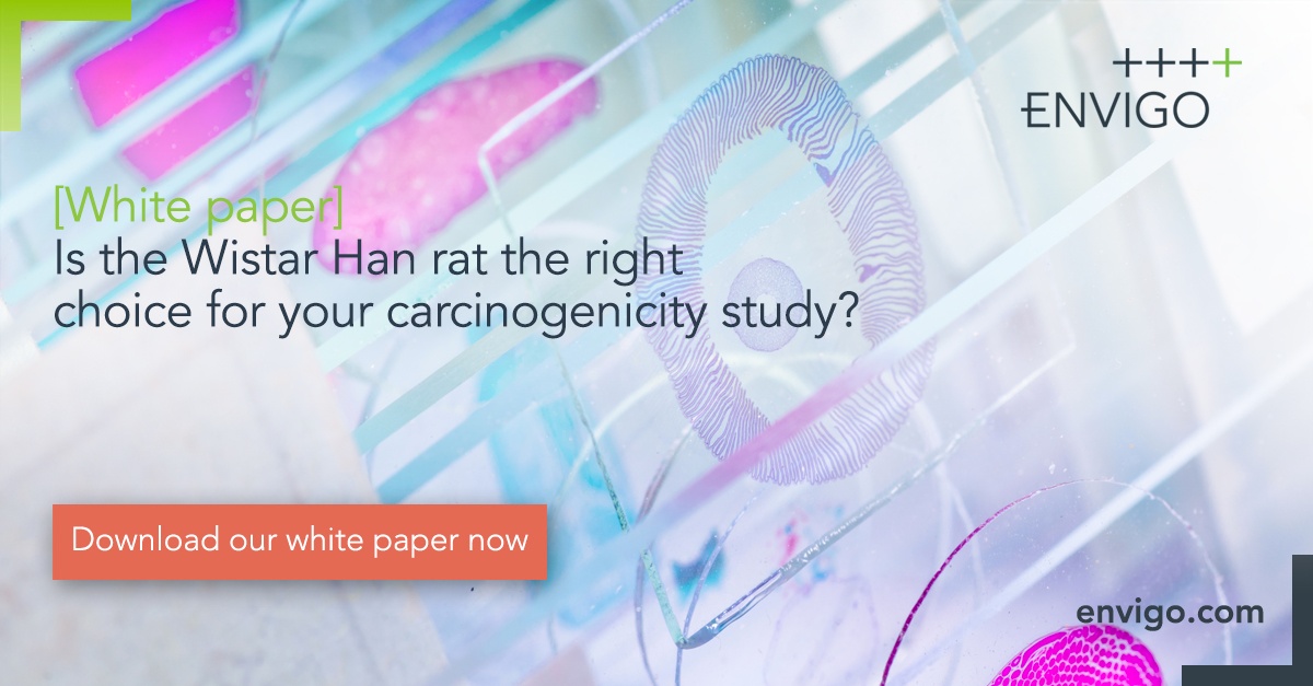 Try Wistar Han rats for your next carcinogenicity study