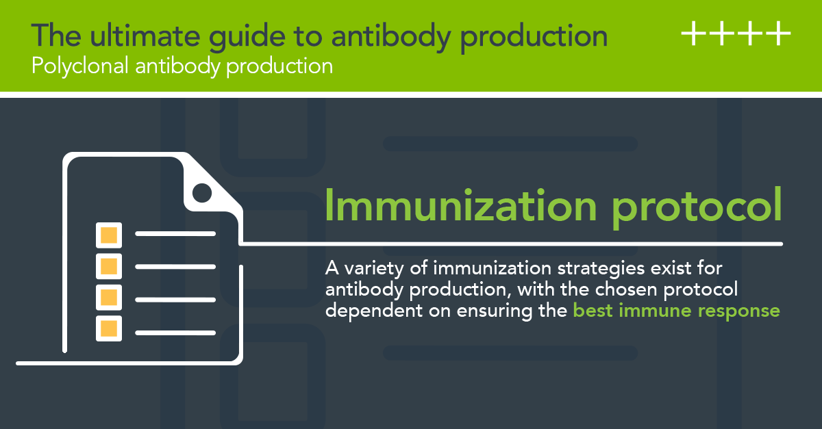 Polyclonal antibody production: from selection to purification
