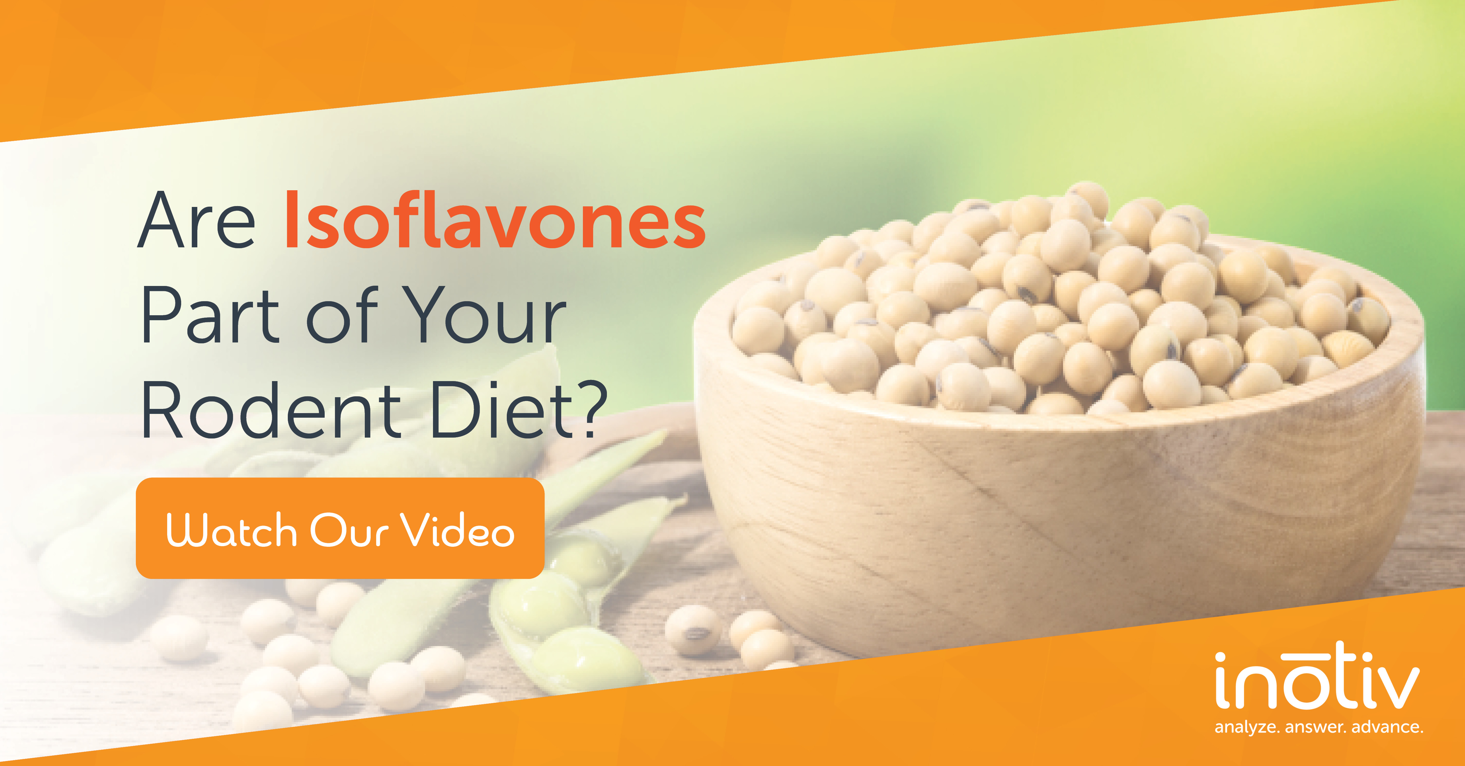 Impact of isoflavones in rodent diet
